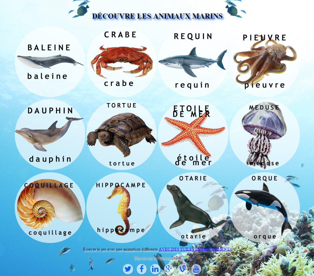 Découvre les Animaux Marins