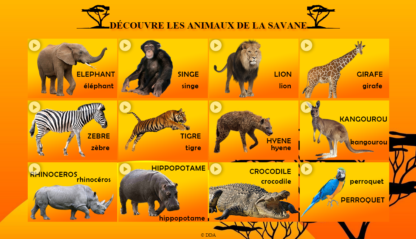 Découvre les animaux de la Savane